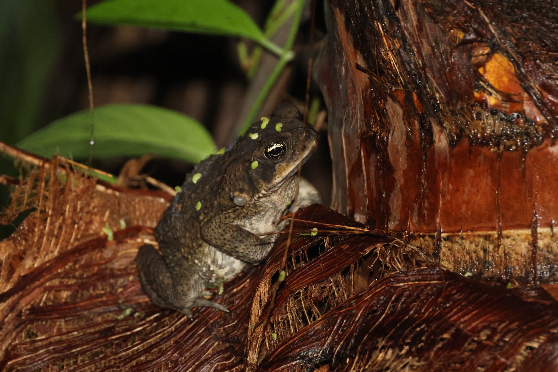 Frogs of Costa Rica – Reason and Nature