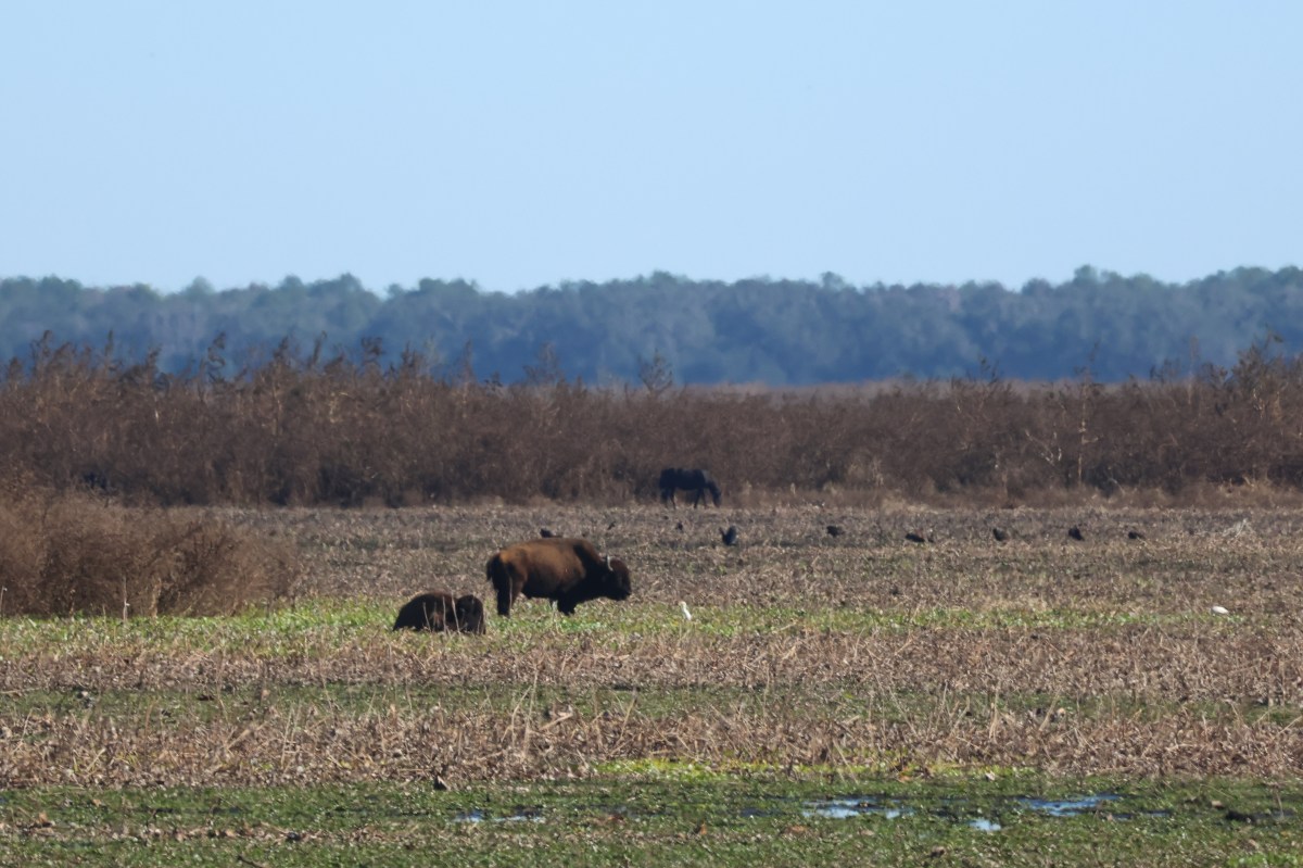 Bison and wild horses in Florida – Reason and Nature