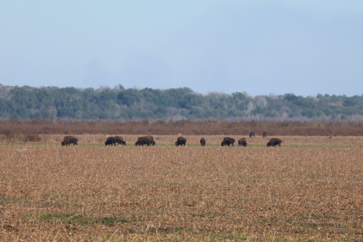 Bison and wild horses in Florida – Reason and Nature