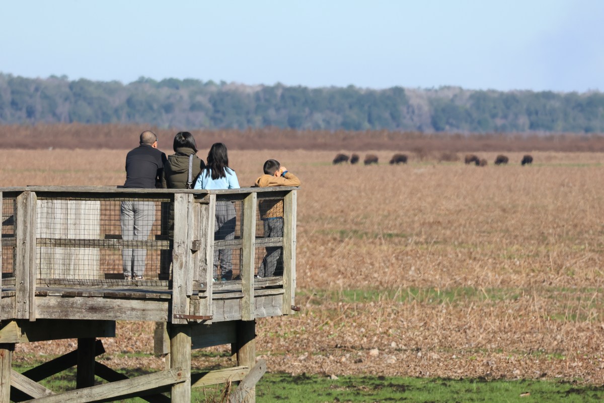 Bison and wild horses in Florida – Reason and Nature