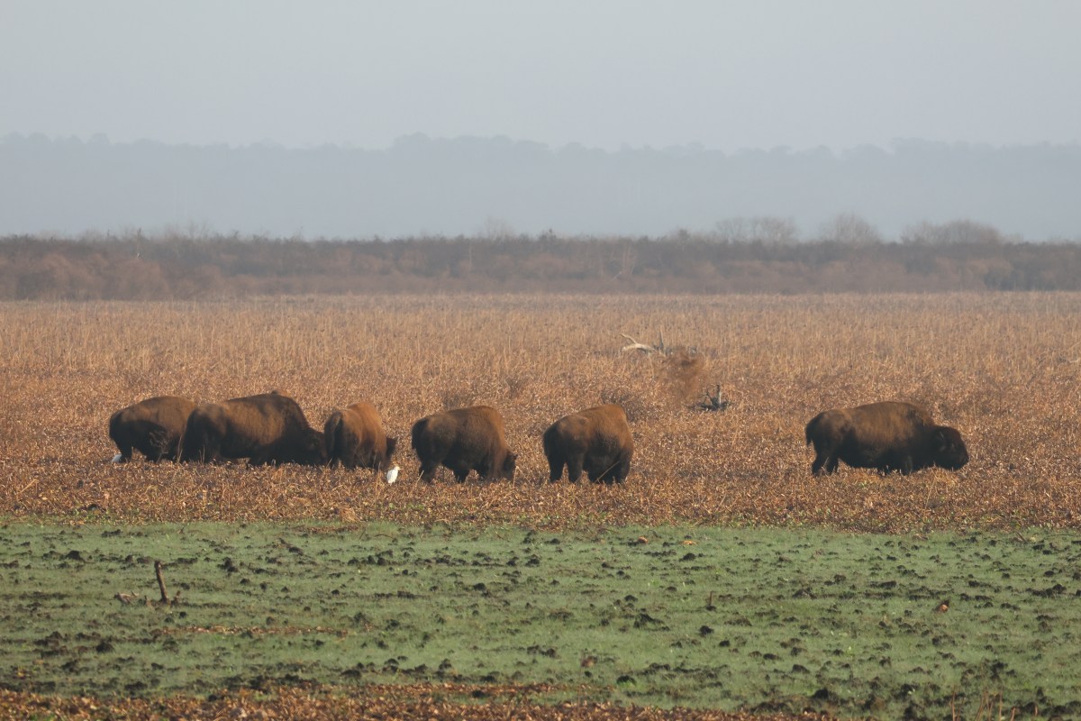 Bison and wild horses in Florida – Reason and Nature