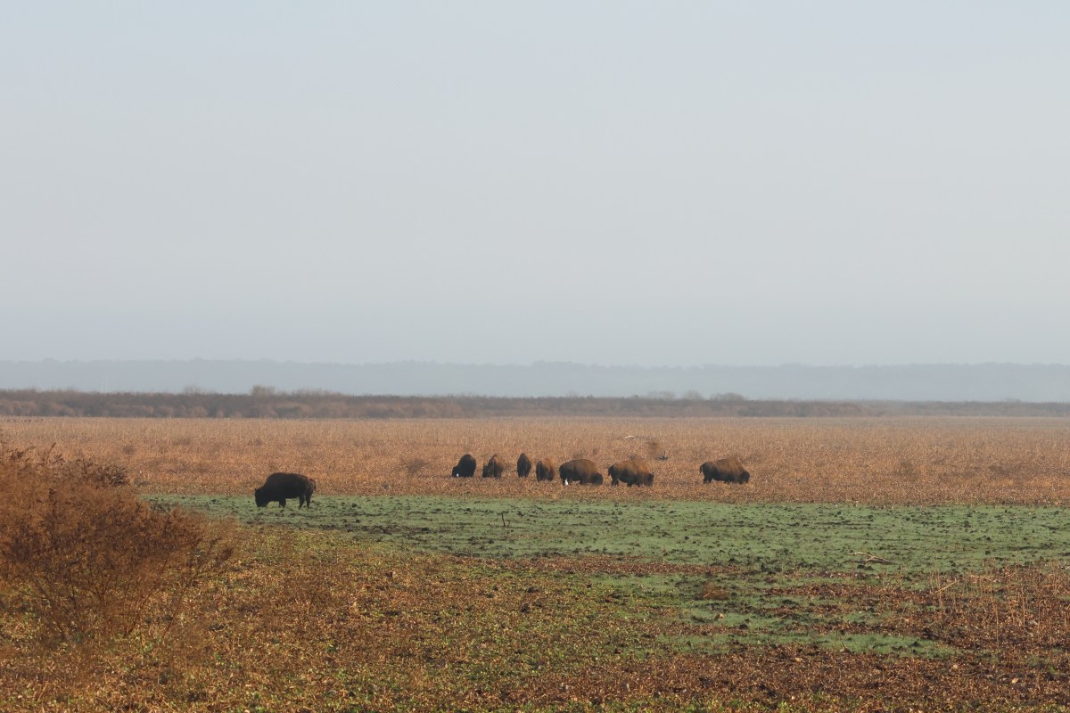 Bison and wild horses in Florida – Reason and Nature